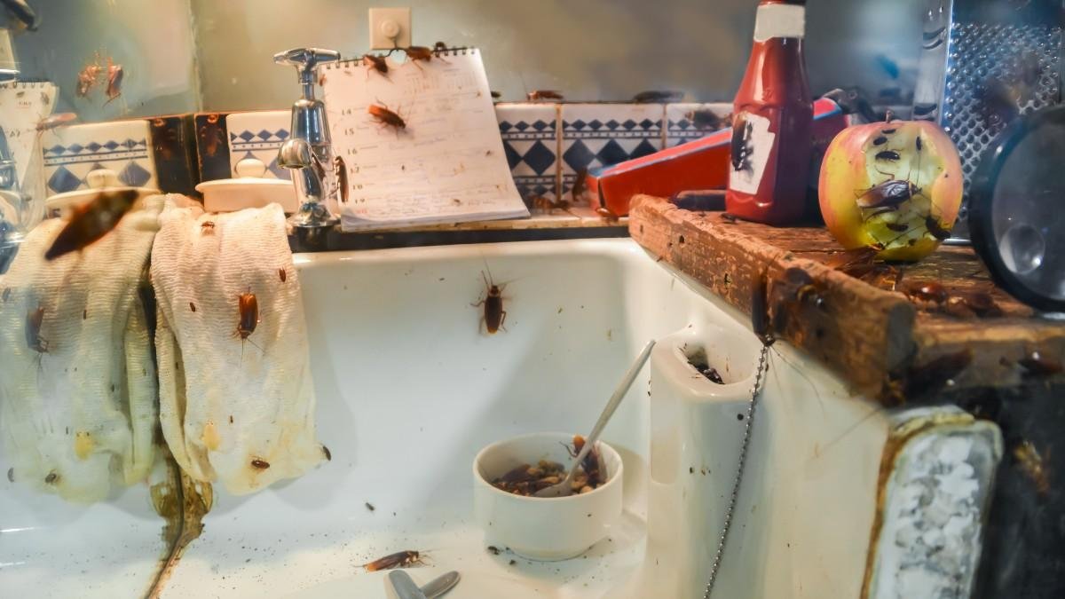 Causes and Solutions of German Cockroach Infestation | Athletepunch